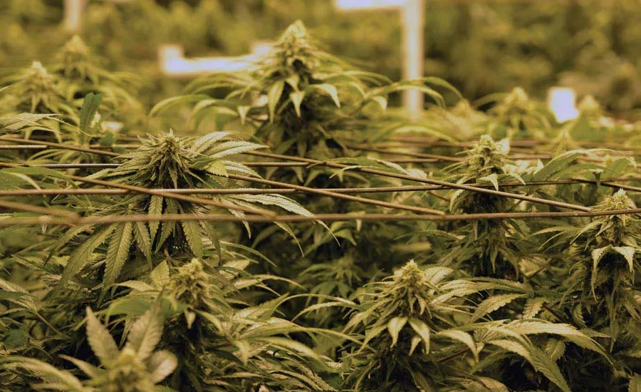 Reducing Cannabis Odors is a Growing Concern | 2020-04-28 | ACHR News